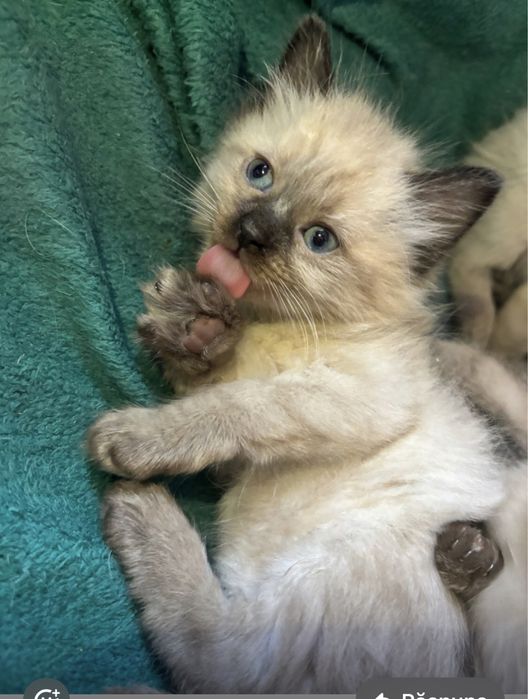 Ragdoll colorpoint! Bragadiru • OLX.ro