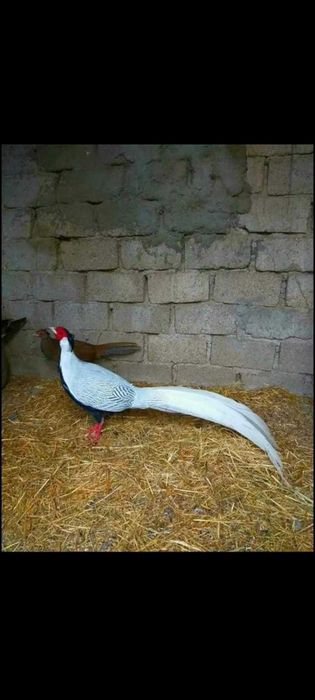 Vând pauni si fazani Corbii Mari • OLX.ro