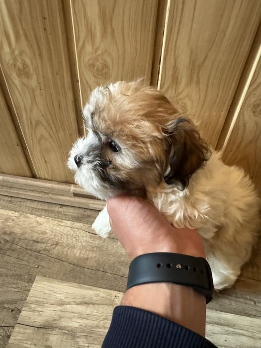 Pui de Bichon Havanez Radauti • OLX.ro