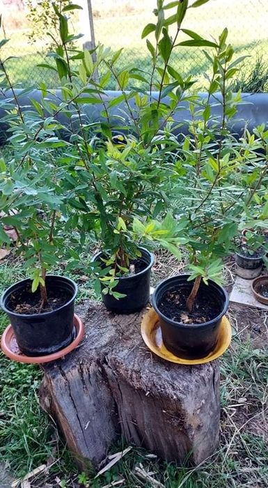 Vand pomi de RODIU (rodie) Oradea • OLX.ro