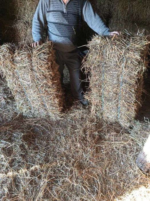 Vand baloti trifoi , lucerna si fan de deal Somes-Odorhei • OLX.ro