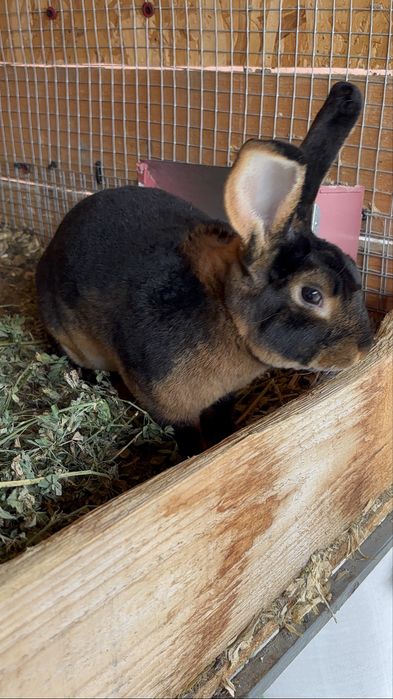 Iepuroi rex loh Pilu • OLX.ro