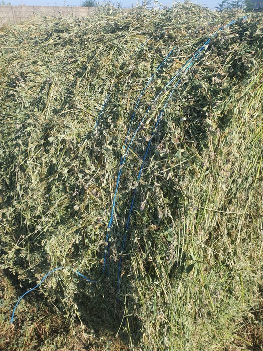 Baloti de lucerna coasa 4 Beregsau Mare • OLX.ro