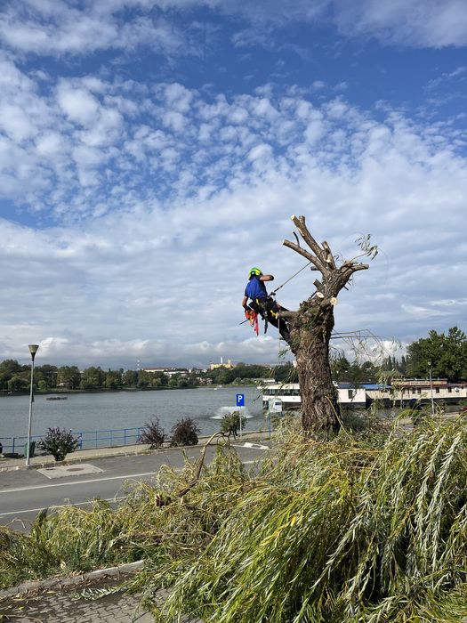 Taiere / Toaletare / Doborare / Defrisare Copaci / Arbori Oradea • OLX.ro