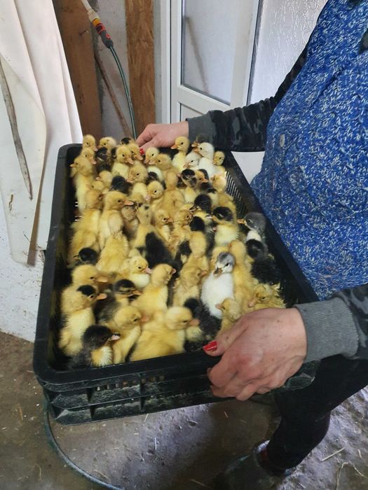 Boboci de rata promotia 2024 Tulcea • OLX.ro