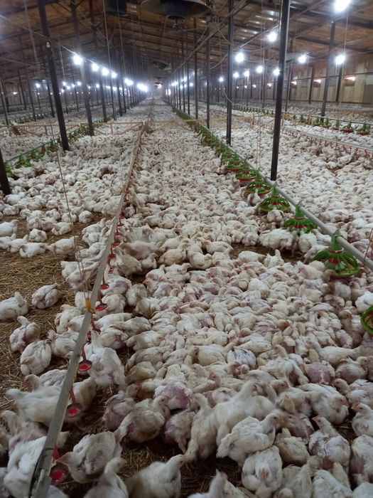 Pui rasa mixta si pui de carne Deveselu • OLX.ro