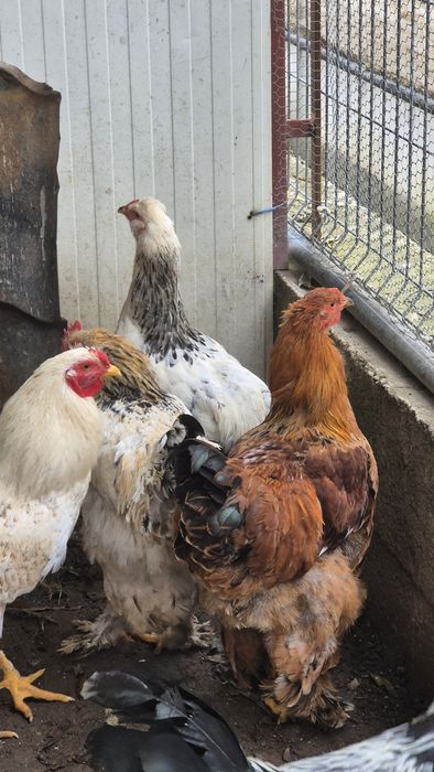 50+5 oua de incubat Falastoaca • OLX.ro