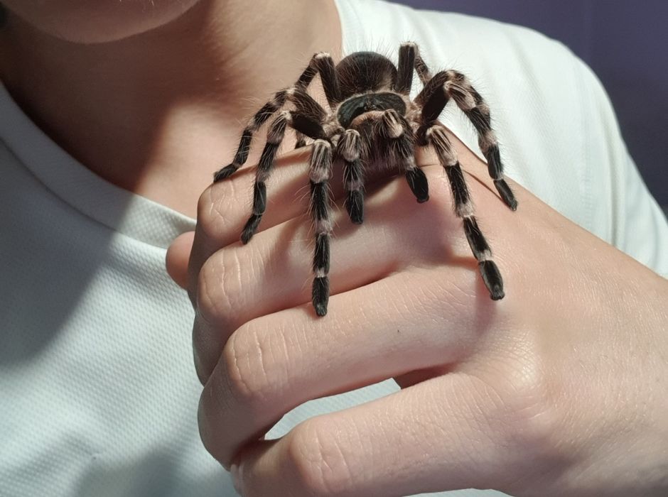 Giant white knee tarantula Jilava • OLX.ro