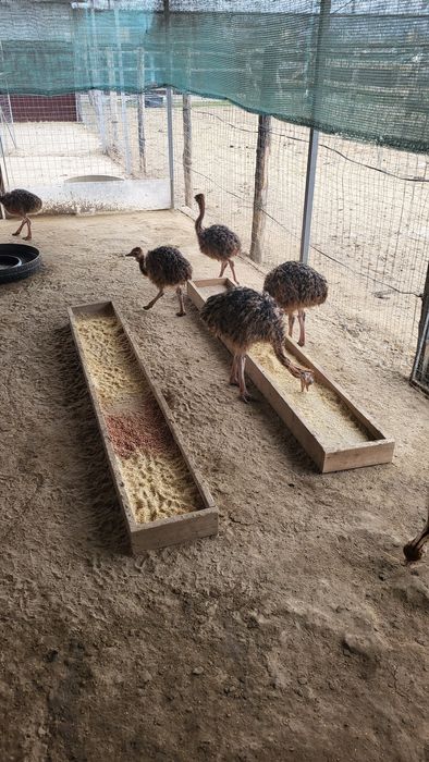Vând struti și pui struti Ograda • OLX.ro