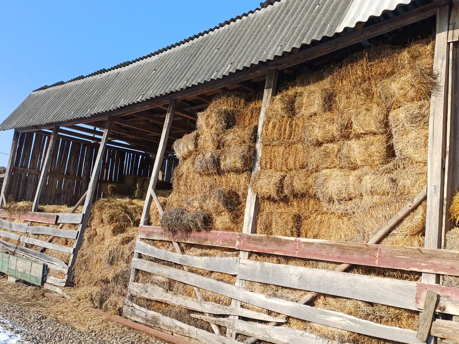 Baloți lucerna și fân Saucesti • OLX.ro