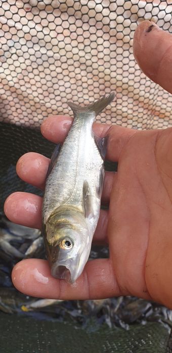 Peste : Crap romanesc , cteno , ( amur ) , salonta , fitofag , novac ...