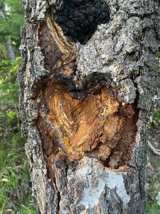 Ciuperca Chaga Inonotus Obliquus praf bucăți Bucuresti Sectorul 4 • OLX.ro