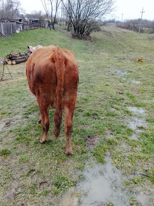 Vând vaca gestanta in 4luni Ramnicu Valcea • OLX.ro