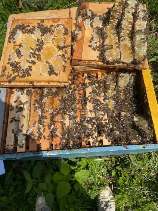 Matci Buckfast si Carnica 2024 Rosiori de Vede • OLX.ro