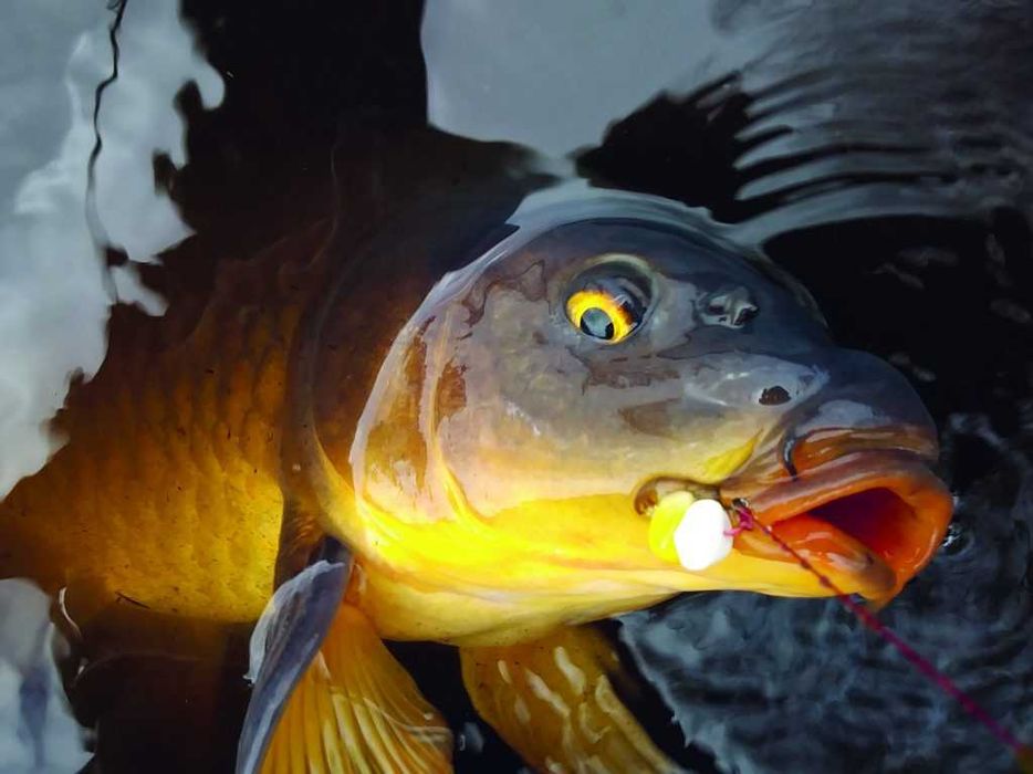 Furaje pentru Pesti CRAPI Tulcea • OLX.ro