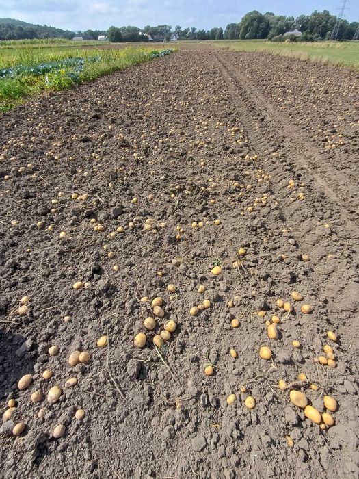 Vând Cartofi albi Horodnic de Sus • OLX.ro