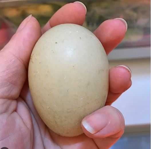 Oua rata leseasca pt incubat / oua rata muta/ oua incubat/ oua rata ...