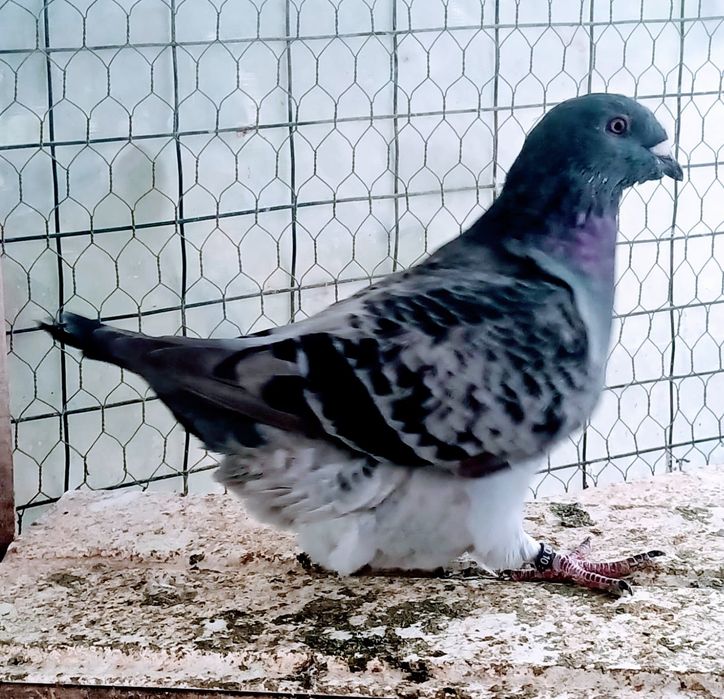 Porumbei standard romanesc Ramnicu Sarat • OLX.ro