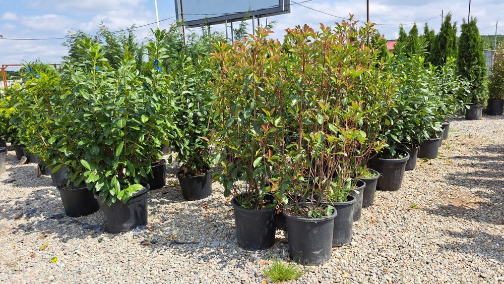 Laur englezesc,taxus ,photinia Voluntari • OLX.ro