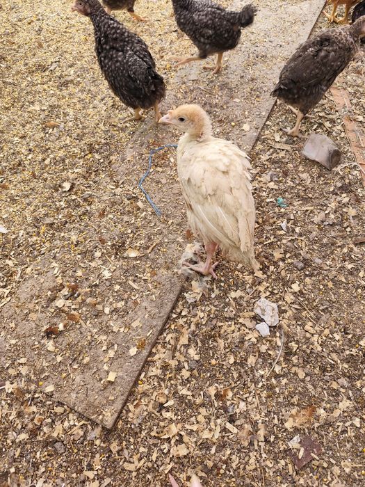 Pui,bibilici,curci de carne,rate pekin Timisoara • OLX.ro