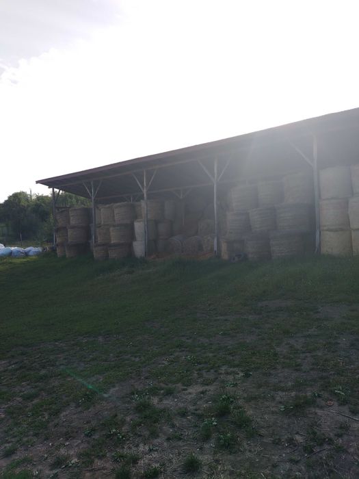 Baloti fân rotunzi Rustior • OLX.ro