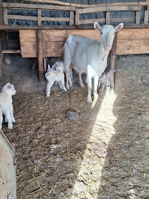 Capra cu 4 iezi Zerind • OLX.ro