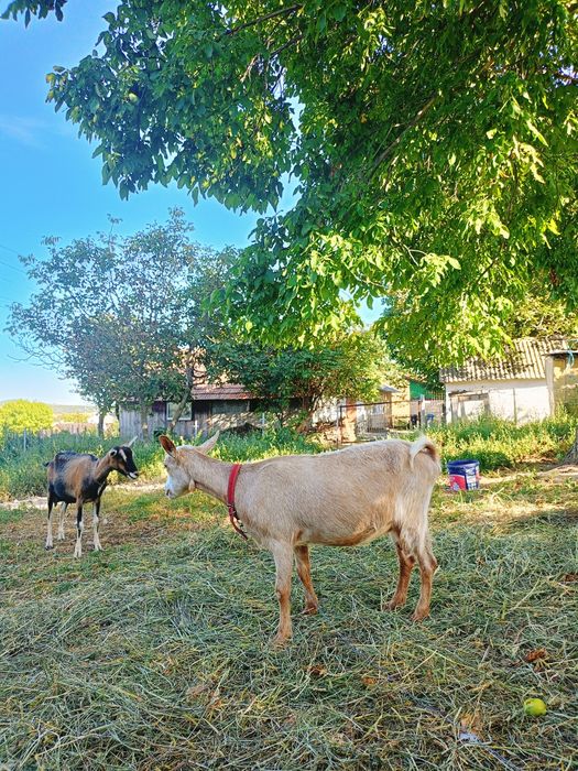 Vând capre. Preț negociabil Adancata • OLX.ro