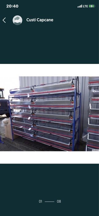 Prepelite oua pui custi capcane Pitesti • OLX.ro