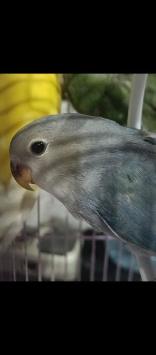 Agapornis Fischer Galati • OLX.ro