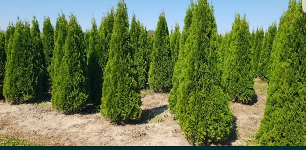 Tuia smaragd sau leylandi/ spirale/ pon/ magnoli/ brazi/ tei/ mesteacă ...