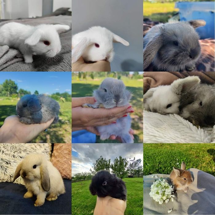 Berbec pitic / holland lop Uivar • OLX.ro