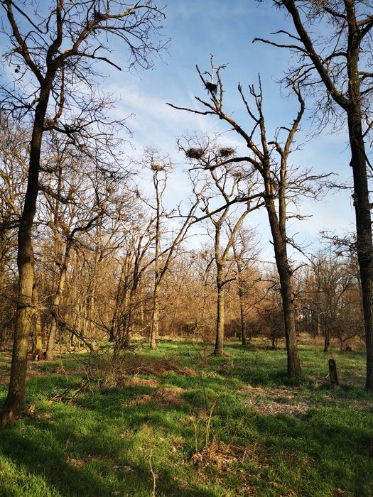 20 Ha Padure stejar la 10 km de Pitești Oarja • OLX.ro