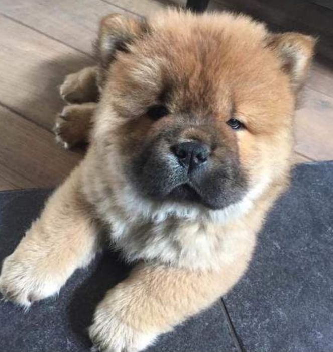 Chow Chow foarte jucăuș Bucuresti Sectorul 5 • OLX.ro