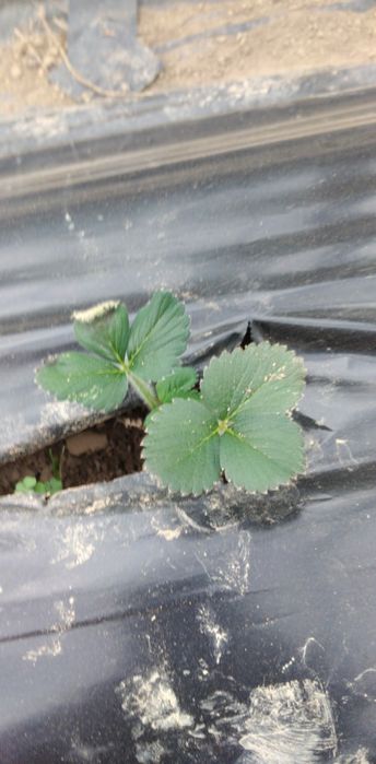 Vindem stoloni capsuni Albion , soi remontant si soiuri anuale Elsanta ...