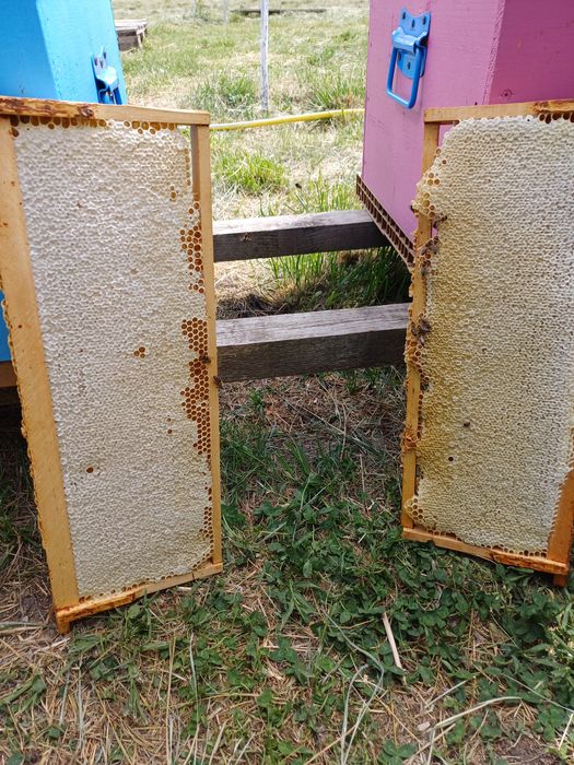 Matci Carnica Selecționate Iasi • OLX.ro