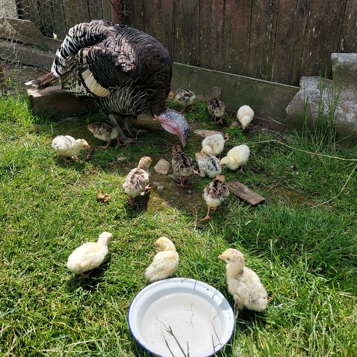 Vand curca romaneasca cu 12 pui i Gherla • OLX.ro