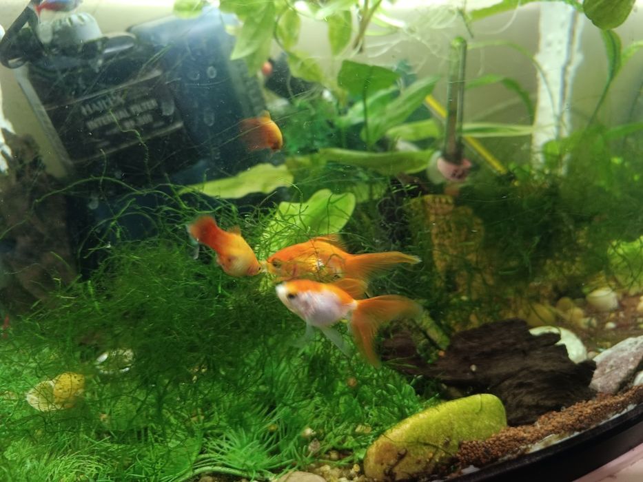 Продавам две златни рибки( има бонус сомче)) гр. Пловдив Мараша • OLX.bg