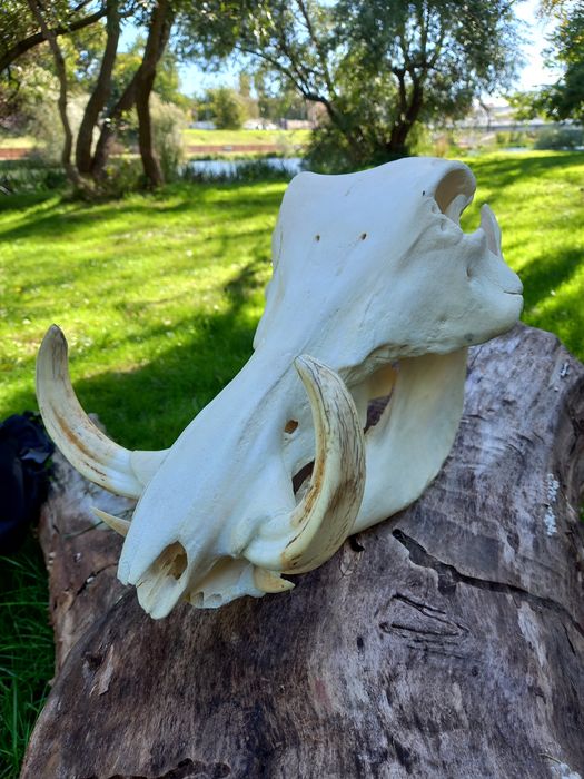 Trofeu.trofee.craniu.colti de facocer mare Tamaseu • OLX.ro