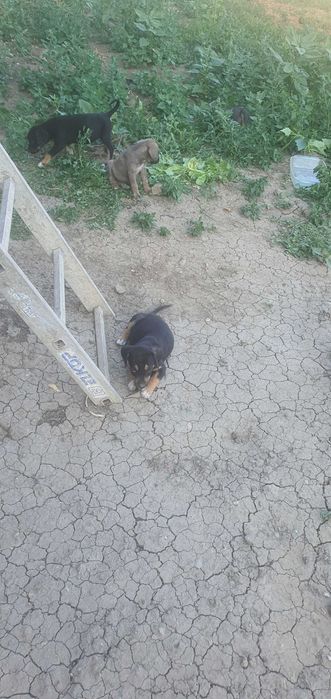 Donez caine ( femela) copoi ardelenesc Cluj-Napoca • OLX.ro