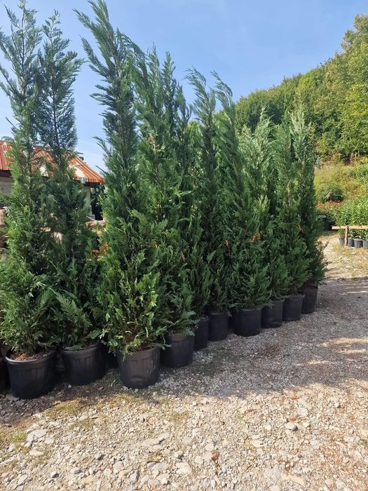 Chiparos leylandi pentru gard viu sau delimitare Bragadiru • OLX.ro