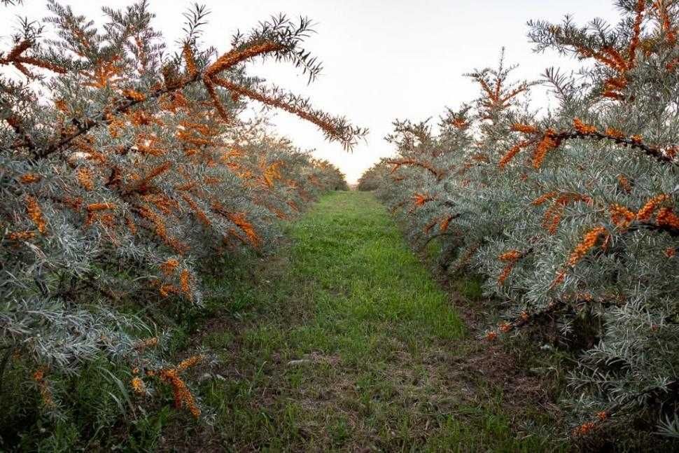 Plantatie De Catina