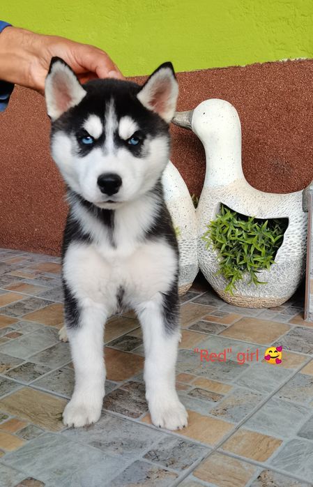 Catelusa Husky Siberian, părinți campioni... Targu-Mures • OLX.ro