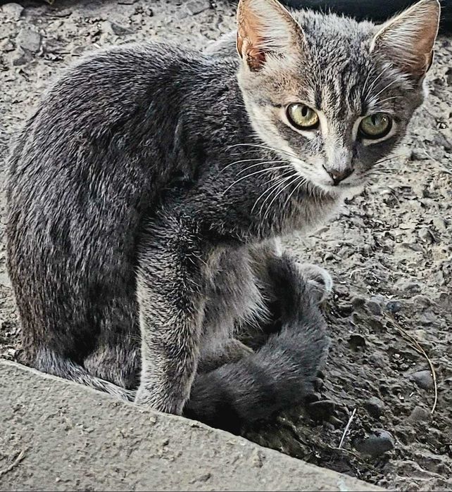 Donez pisici de casă Dorohoi • OLX.ro