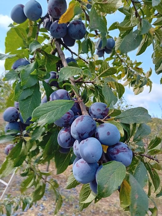 tuica de prune arges de vanzare ' Anunturi ' OLX.ro