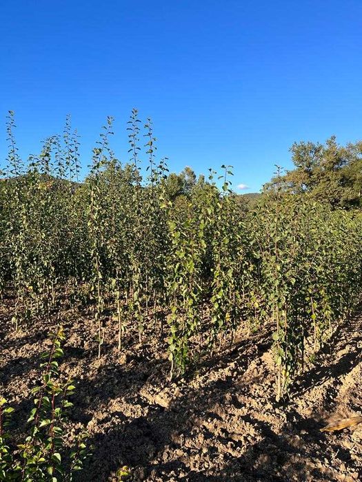 Pomi fructiferi prun cires visini cais piersic corcodusi etc. Alba ...