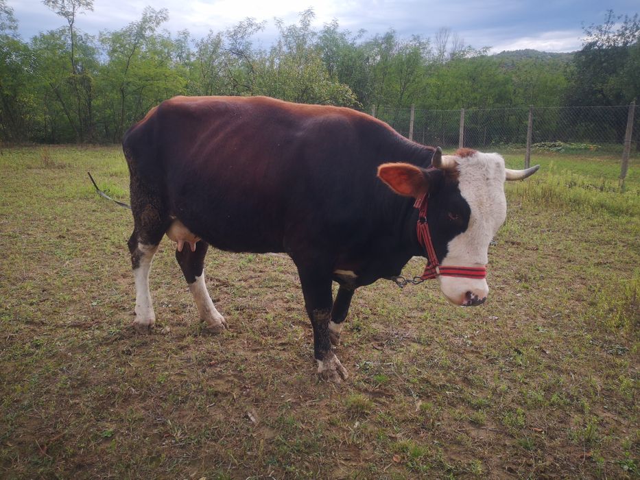 Vaca baltată românească cu vițel Sangeru • OLX.ro