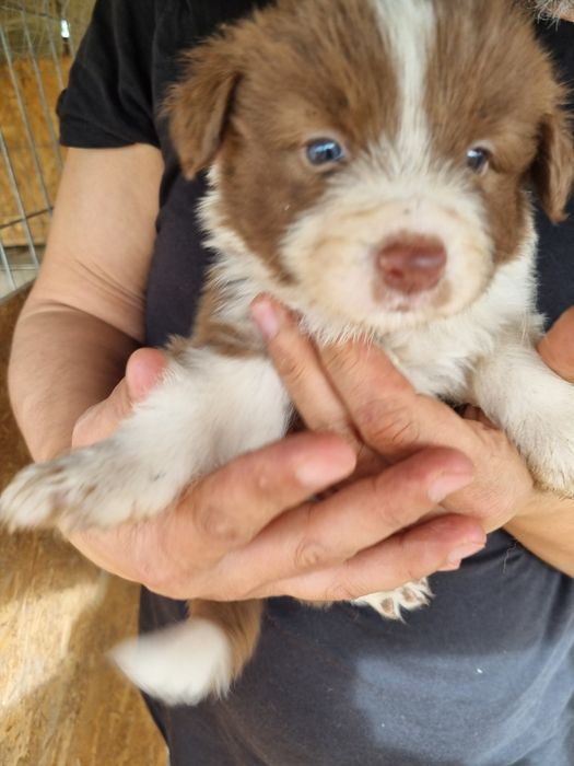 Vând pui Border collie Iasi • OLX.ro