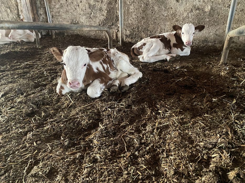 Vand vitei mici si mari Moravita • OLX.ro