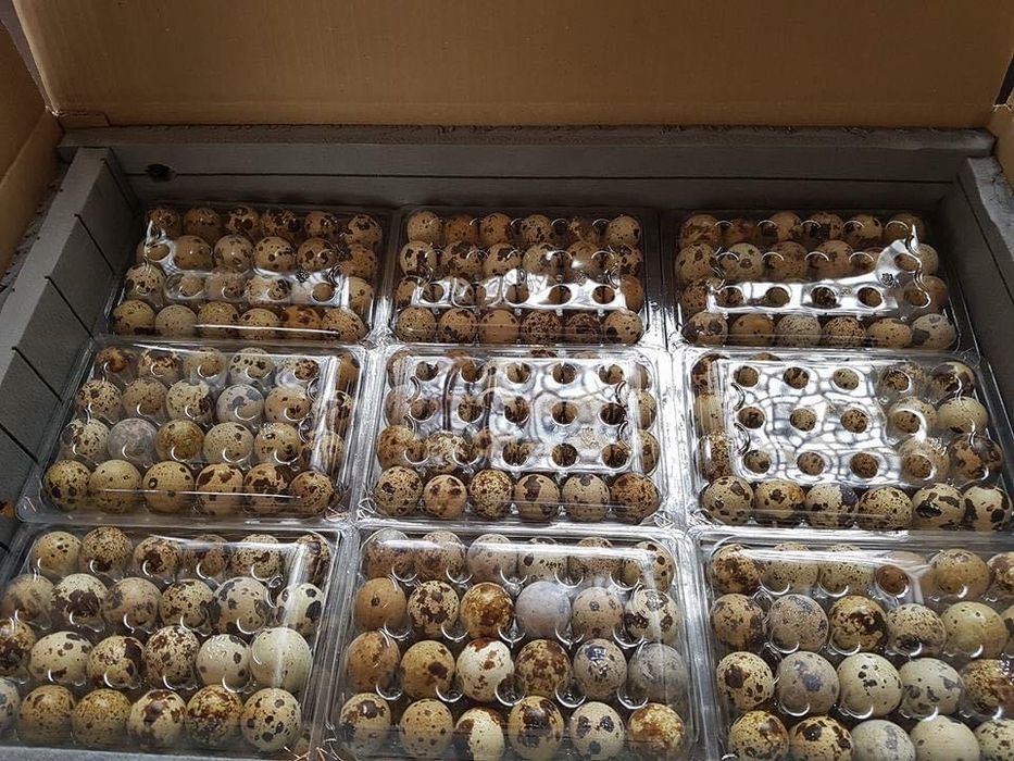 Prepelite oua pui custi capcane Pitesti • OLX.ro