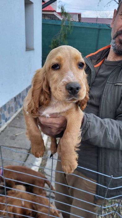 Coker spaniel pui -fetita rasa pura Barlad • OLX.ro